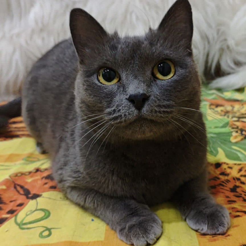 Кошка в добрые руки