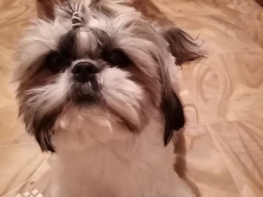 Крошка пудель