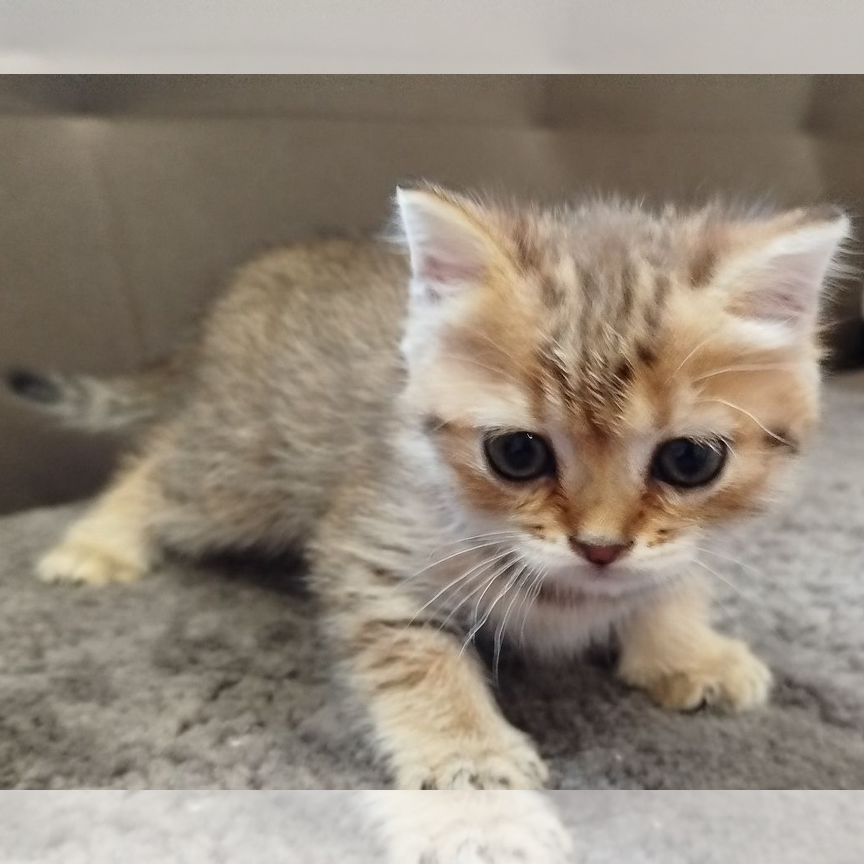 Шотландский прямоухий короткошёрстный котёнок