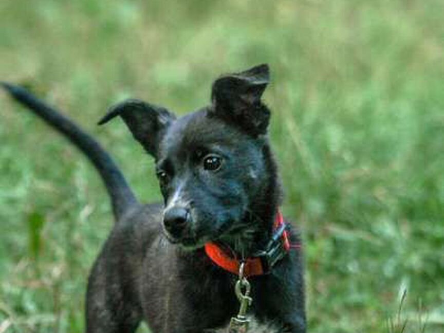 Собака в добрые руки