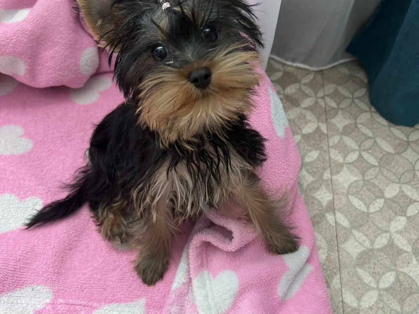 Йоркширский терьер девочка