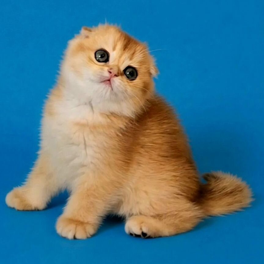 Шотландский вислоухий короткошёрстный котёнок