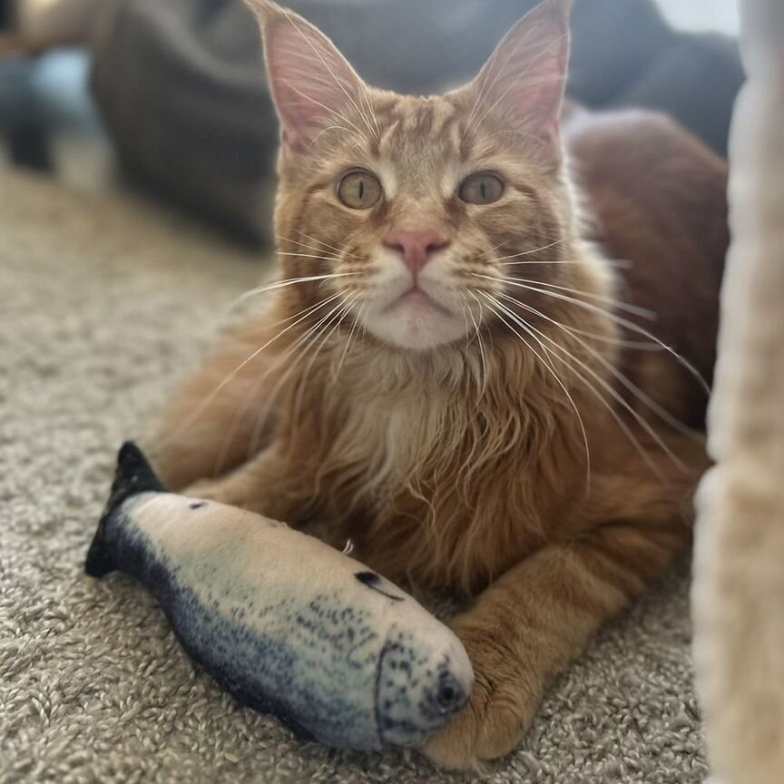 Кот мейн-кун на вязку