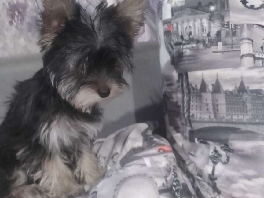 Девочка и мальчик