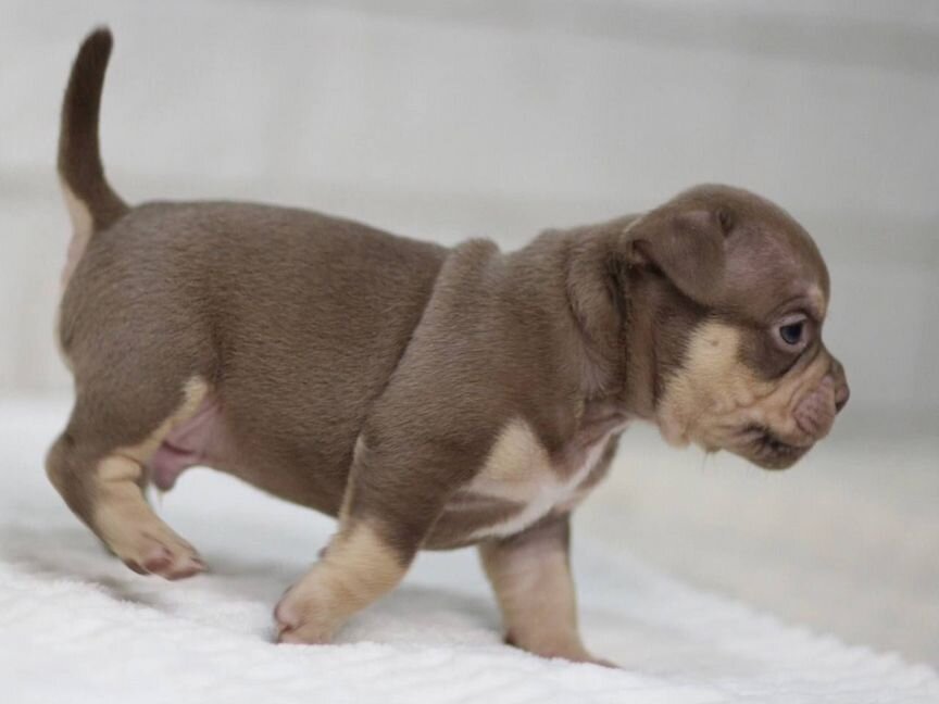 American bully