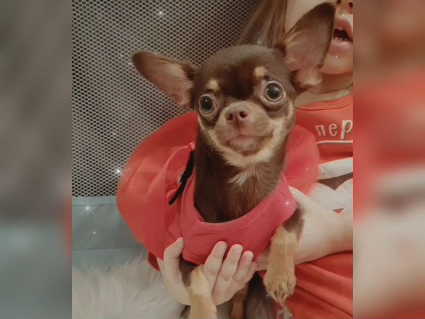 Шоколадная мини малышка