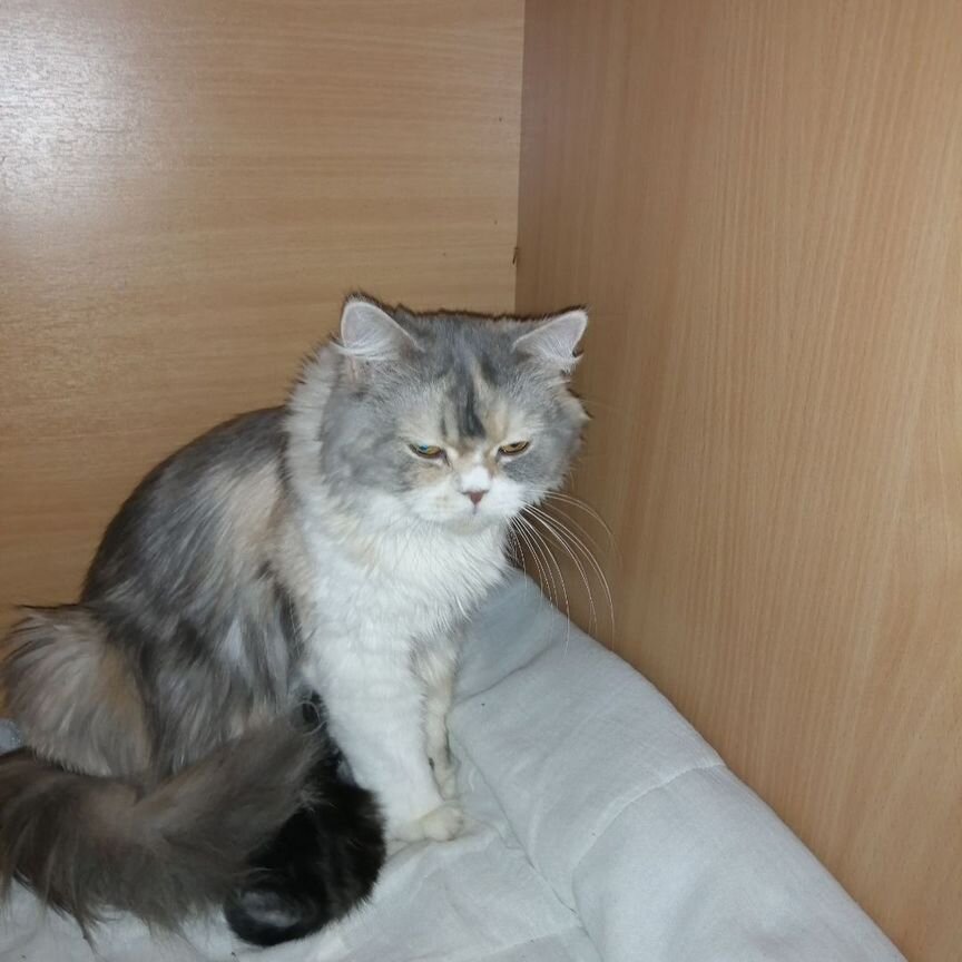 Продам котят