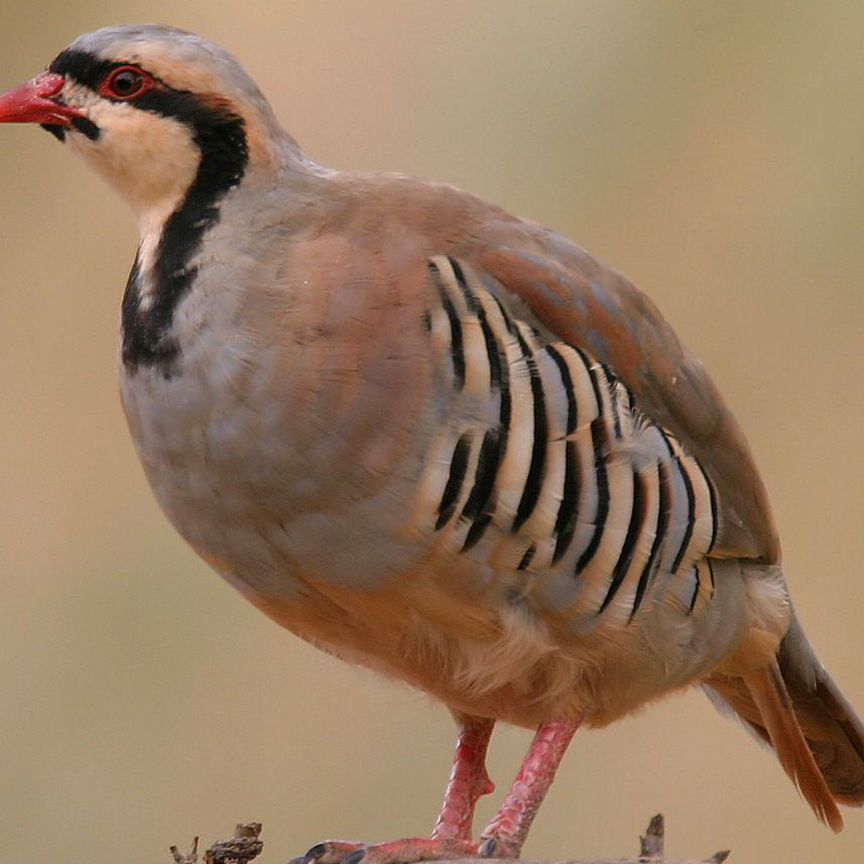 Горная куропатка