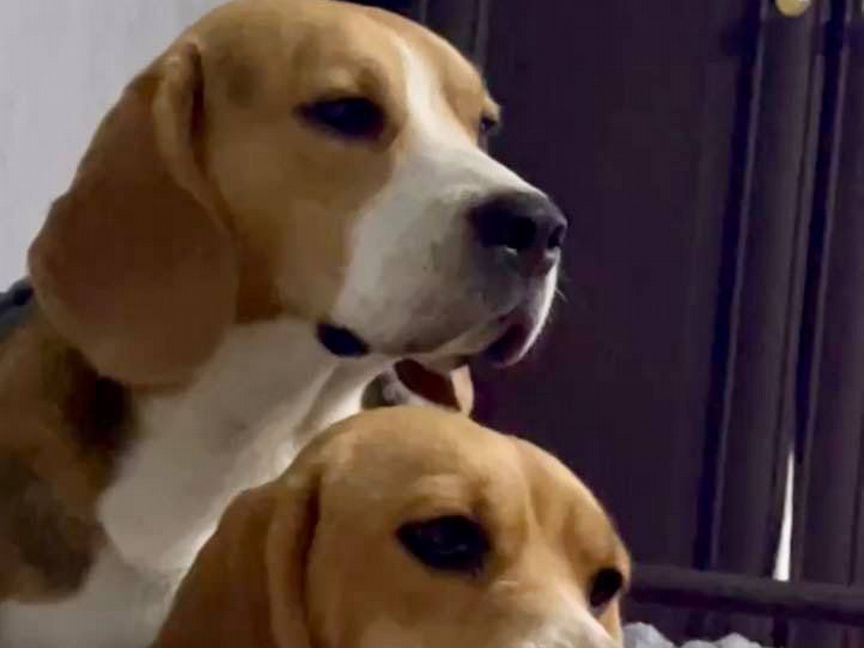 Бигль щенки