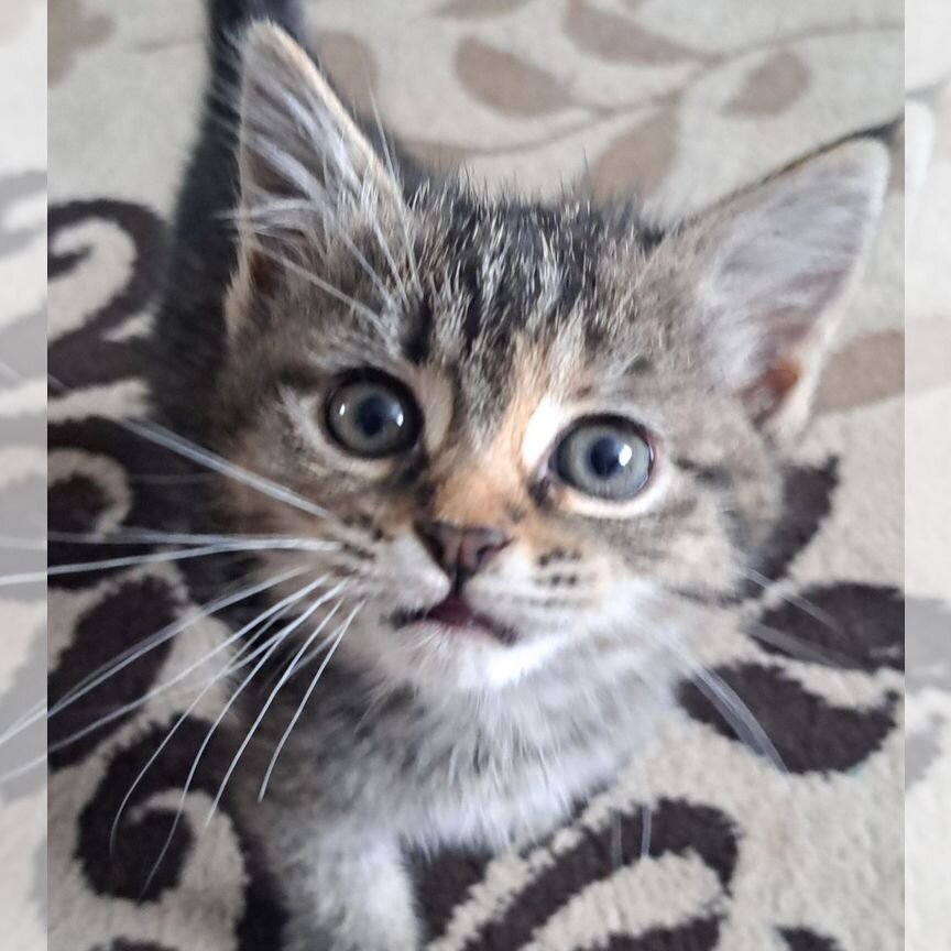 Котята