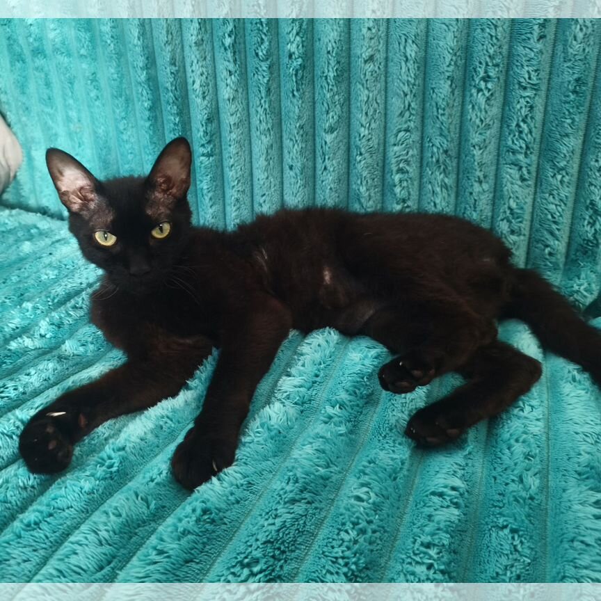 Канадский сфинкс, взрослый кот