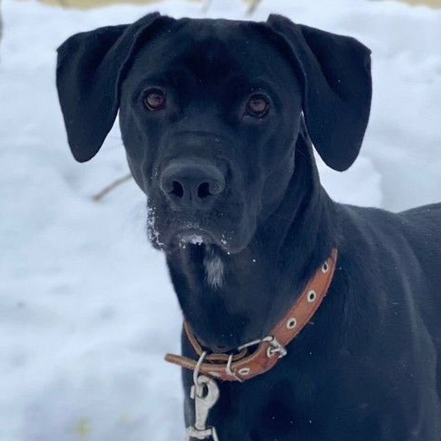 Английский пойнтер, взрослая собака