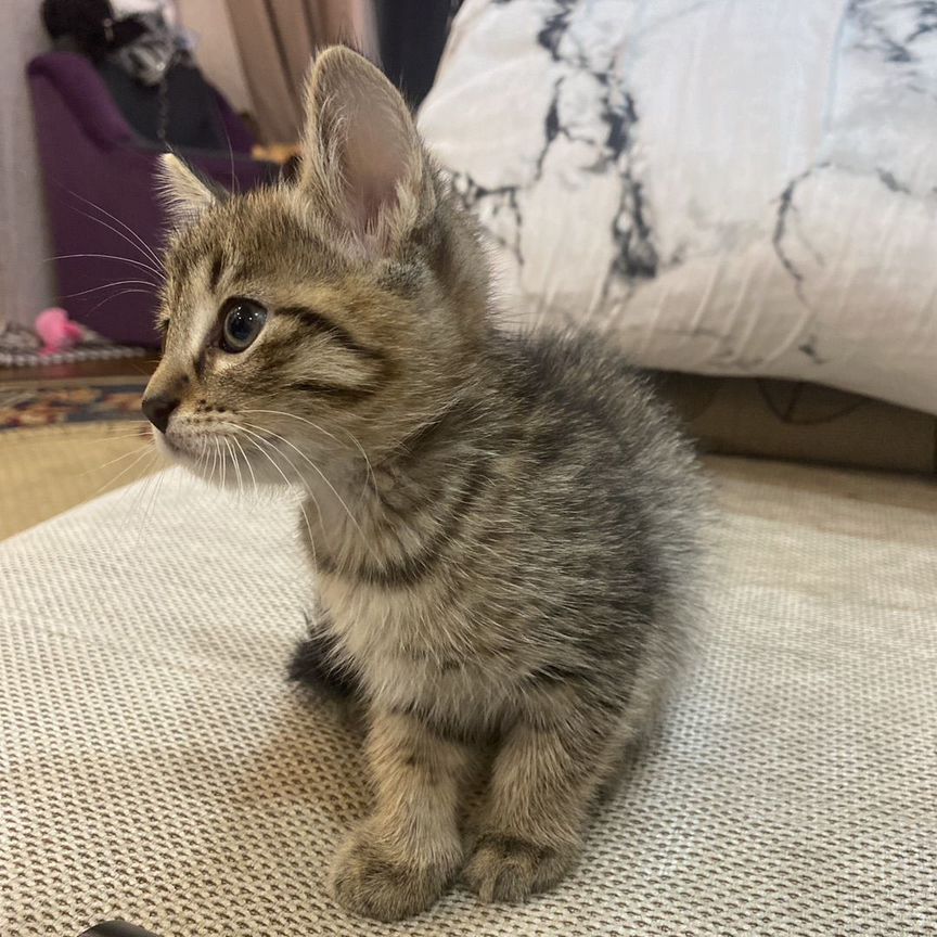 Отдам котенка