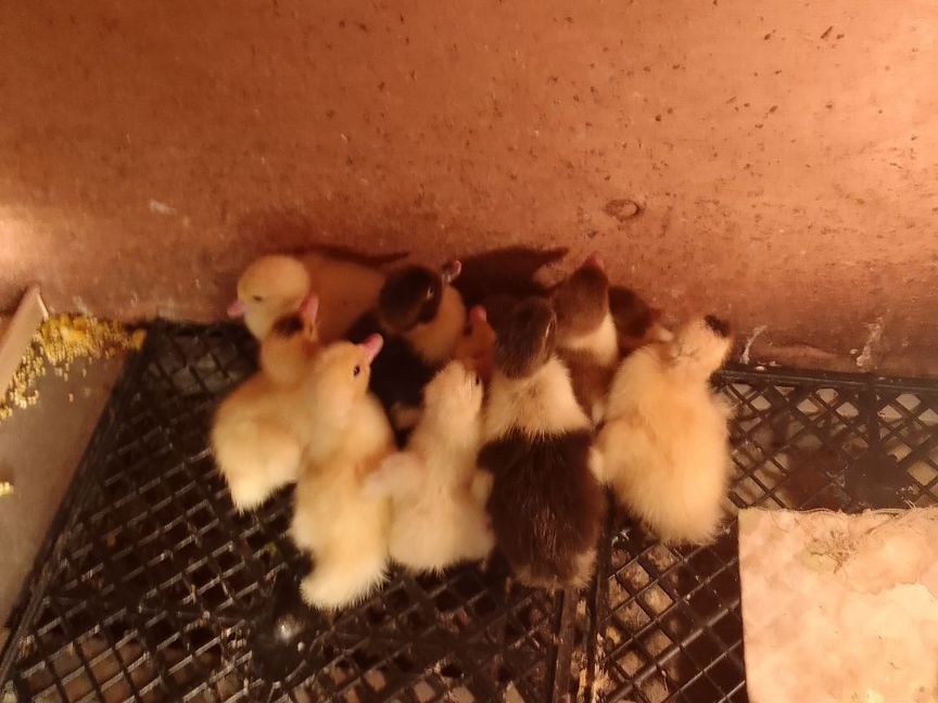 Утята индоутки