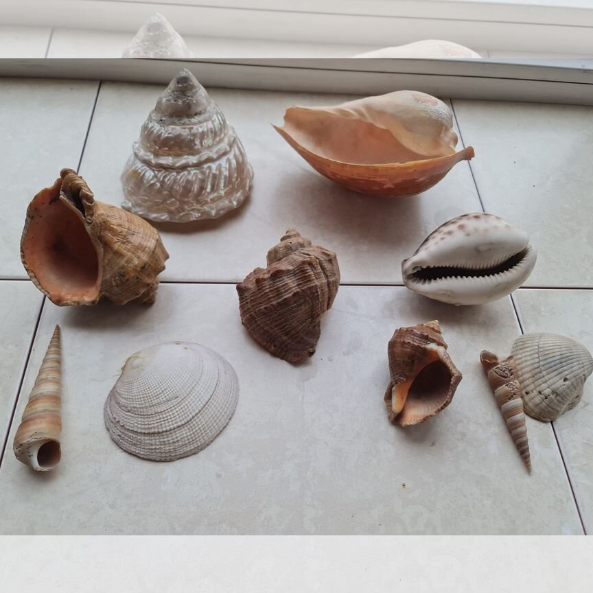 Коллекция морские ракушки за все разом