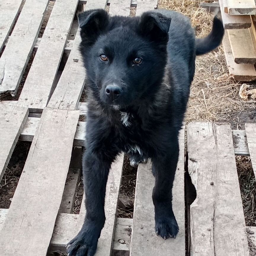 Щенок в добрые руки