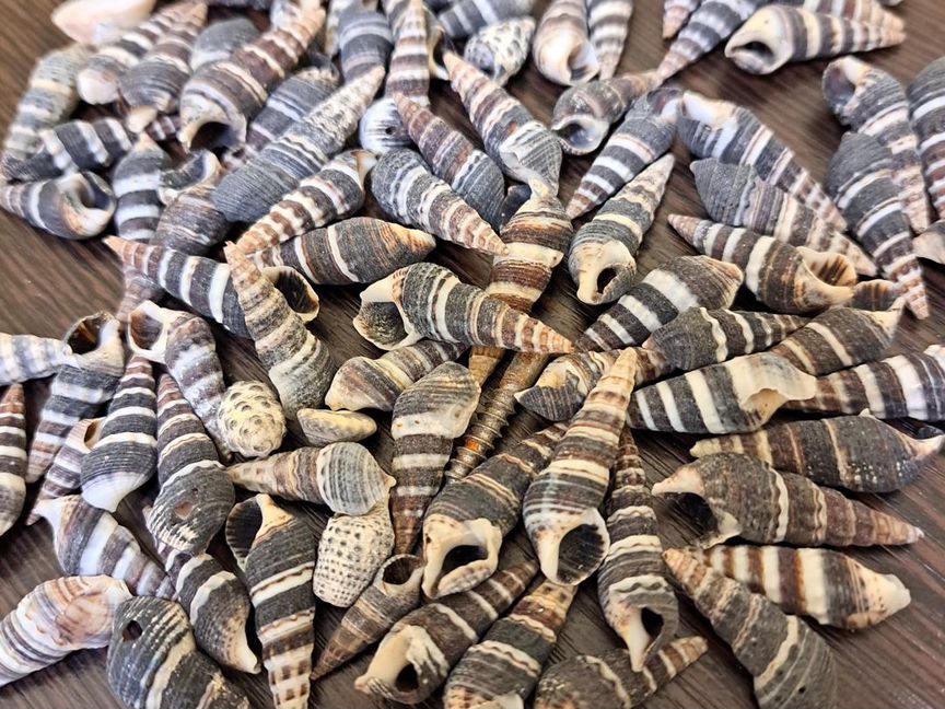 Морские ракушки