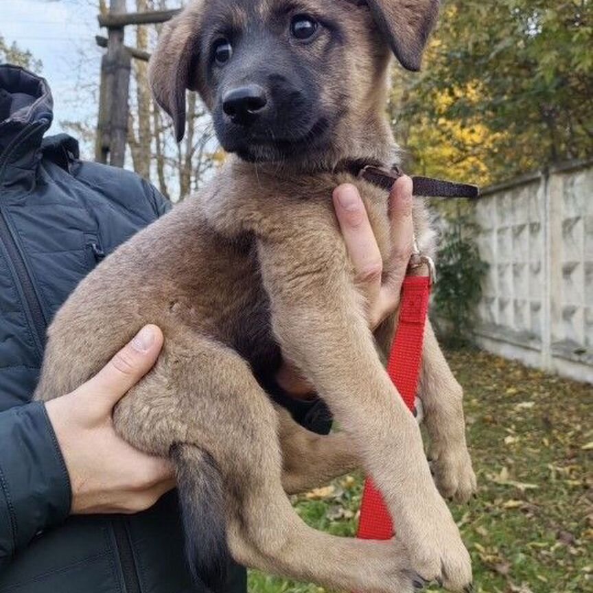 Щенок ждет своего хозяина