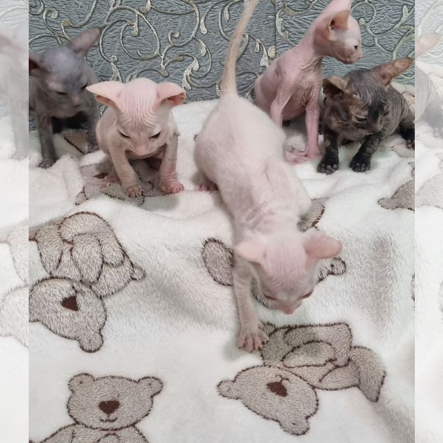 Донской сфинкс котёнок
