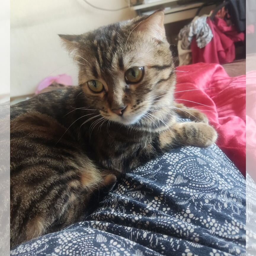 Бенгальская, взрослая кошка