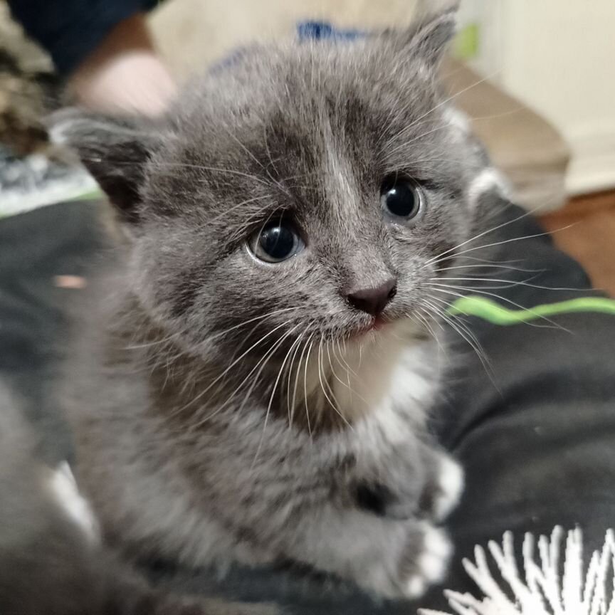 Обычные котята