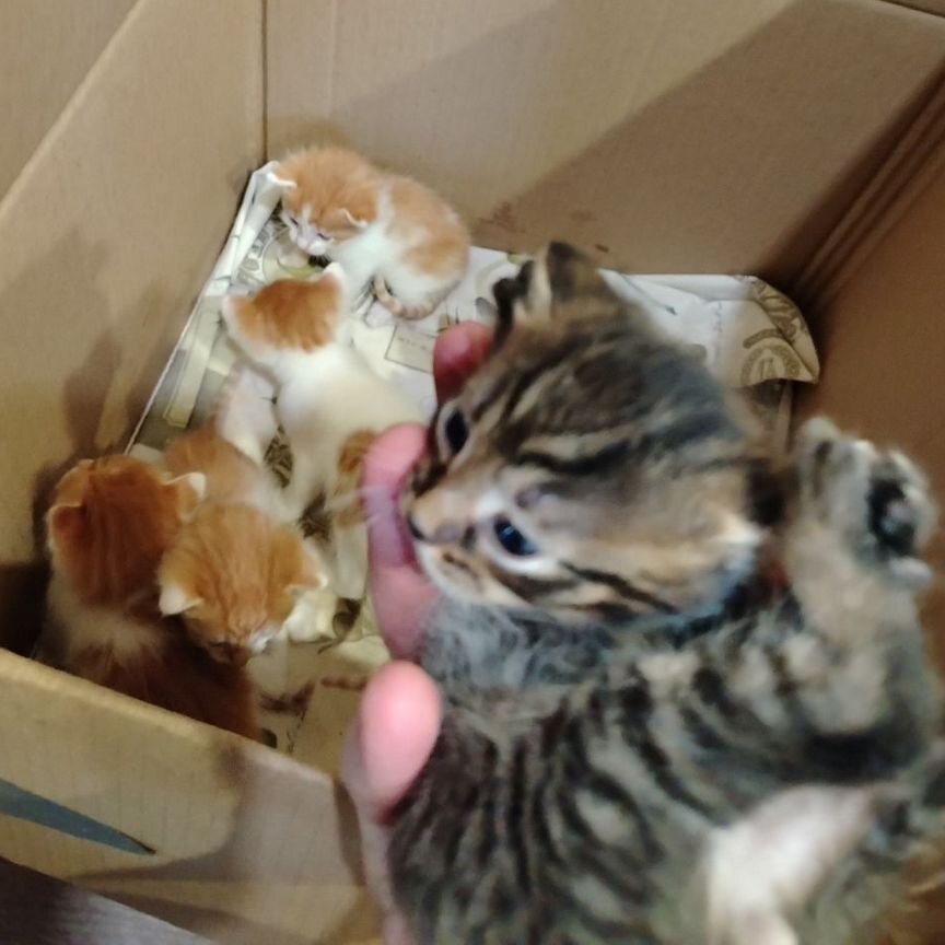 Австралийский мист котёнок