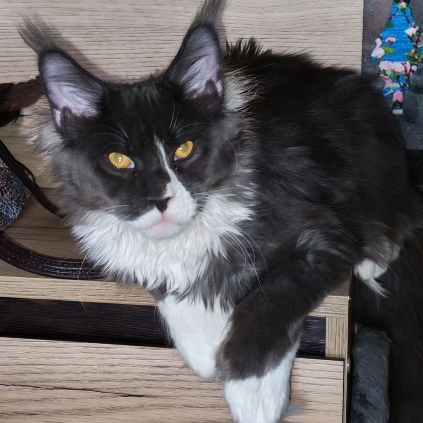 Мейн-кун котёнок