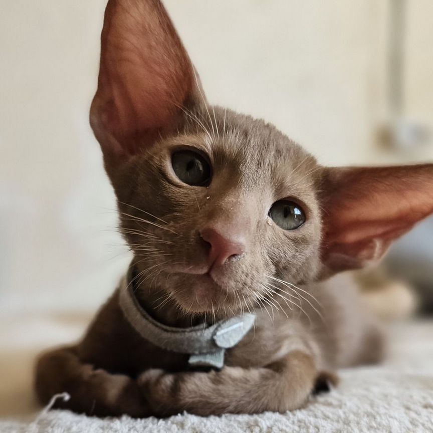 Ориентальный котёнок