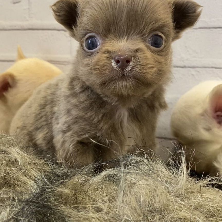 Щенки чихуахуа