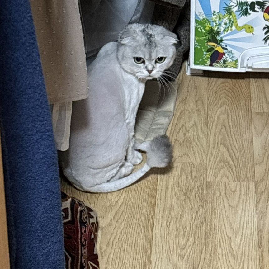 Шотландская вислоухая кошка