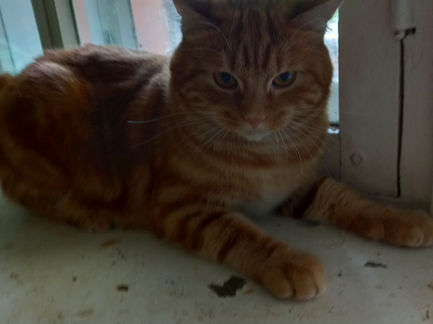 Кот