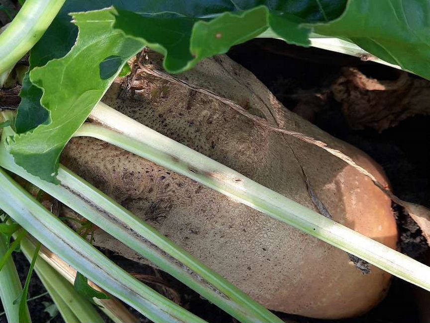 Свекла кормовая