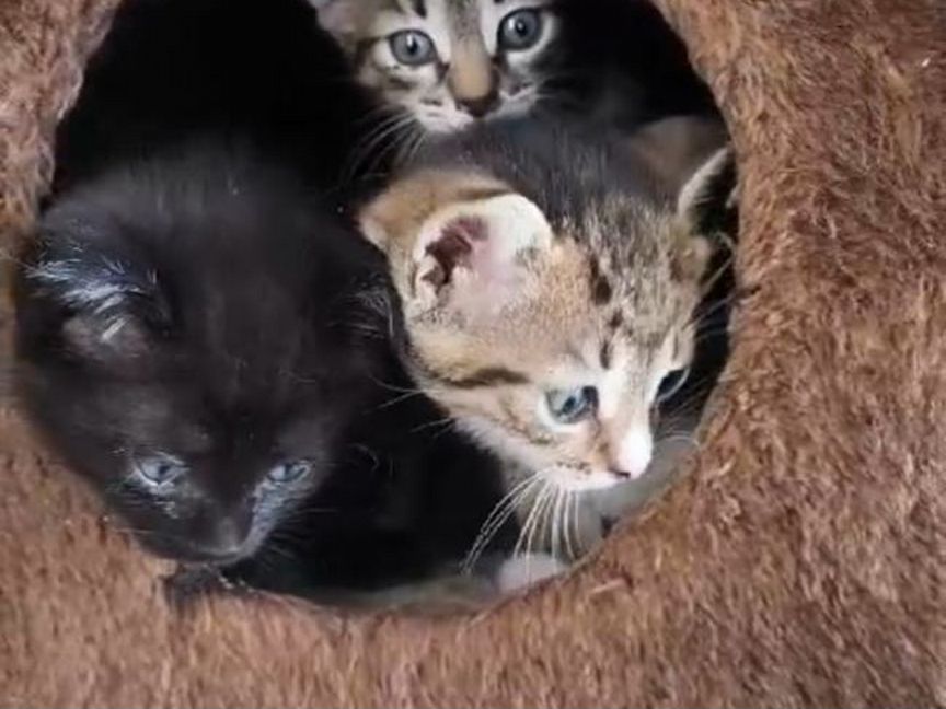 Отдам в добрые руки,бесплатно котят от элитной кош