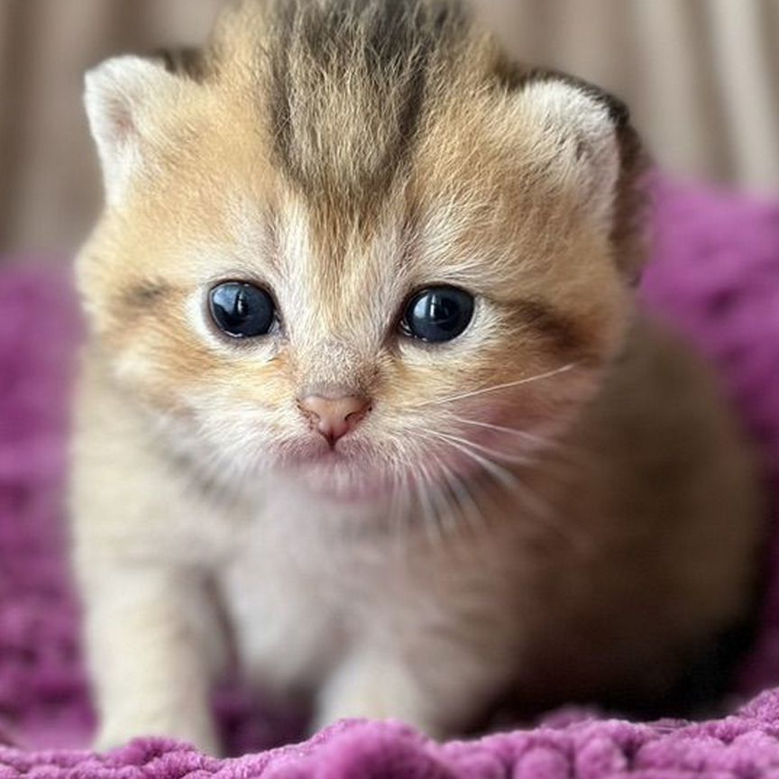 Британская кошечка золотая шиншилла ny25