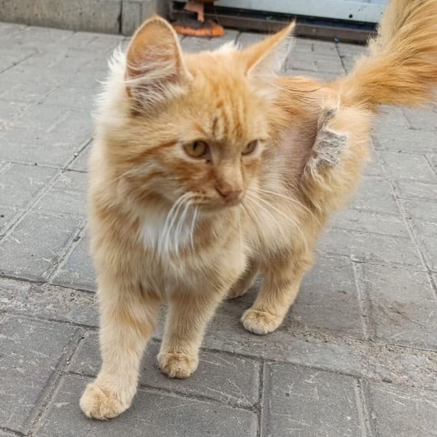 Коты в добрые руки