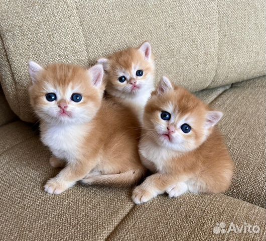 Британские котята золотая шиншилла