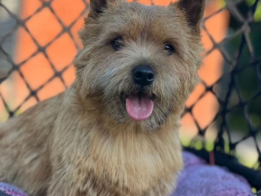 Норвич терьер ищем невесту