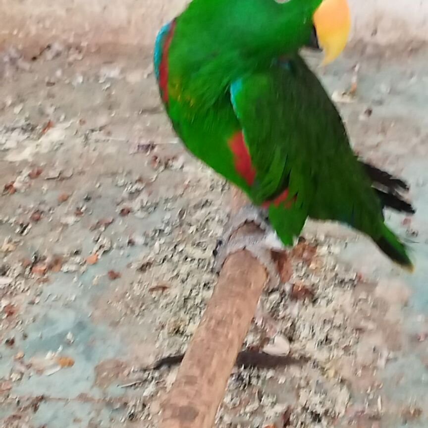 Попугай эклектус благородный