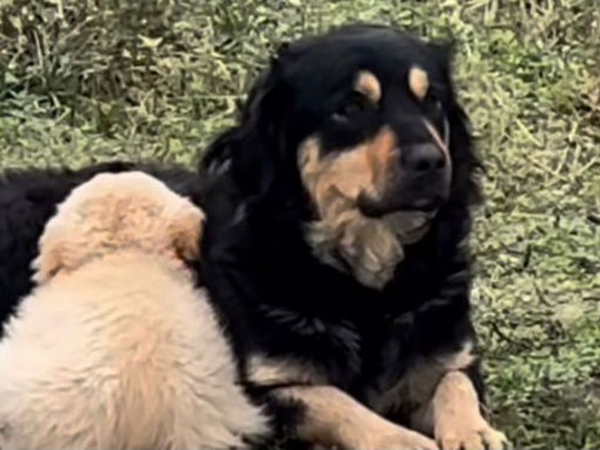 Потерялась собака