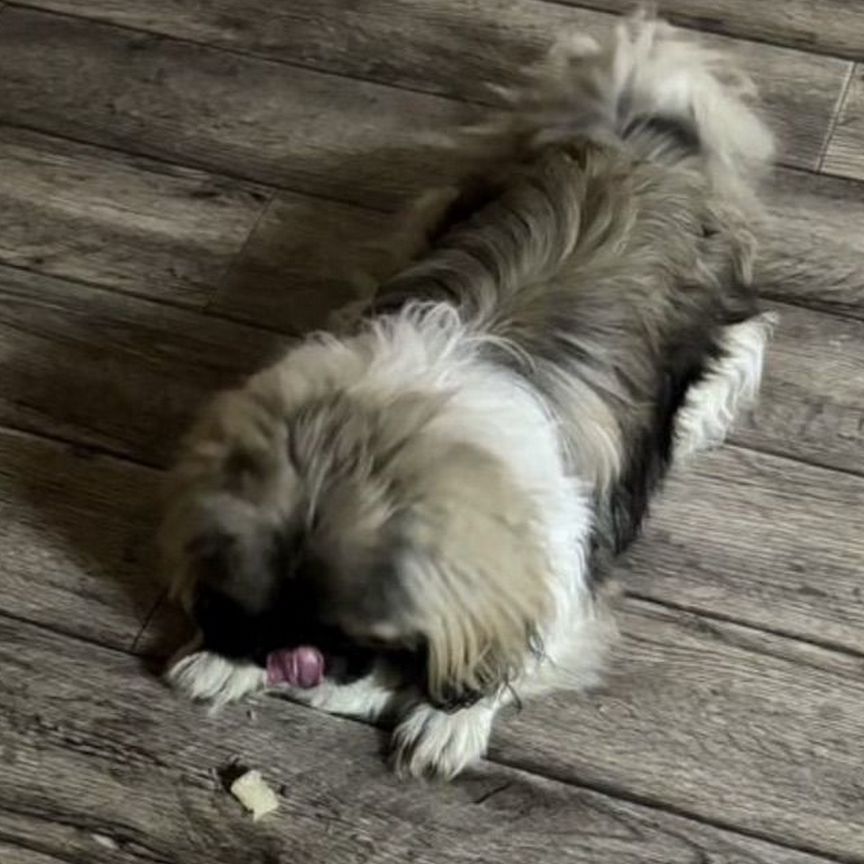 Пекинес, взрослый пёс