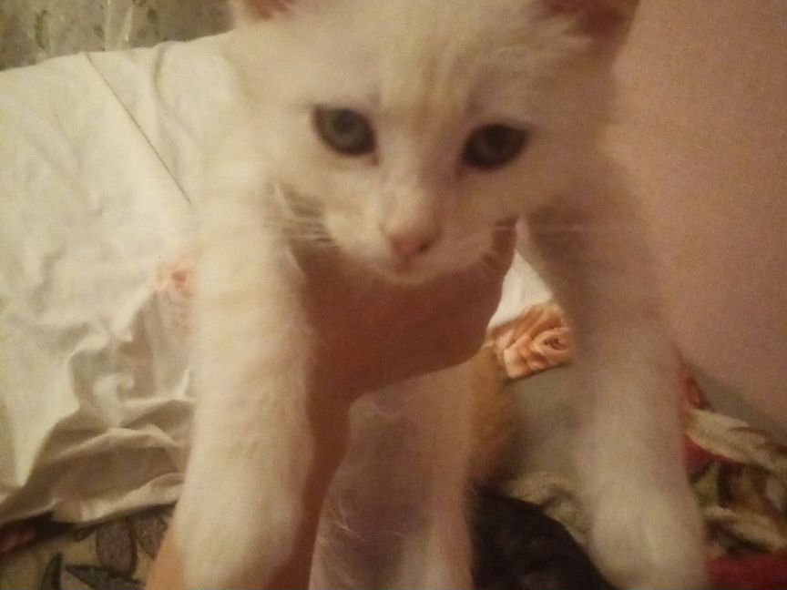 Коты