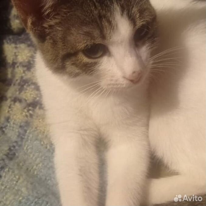 Котенок Ромашка