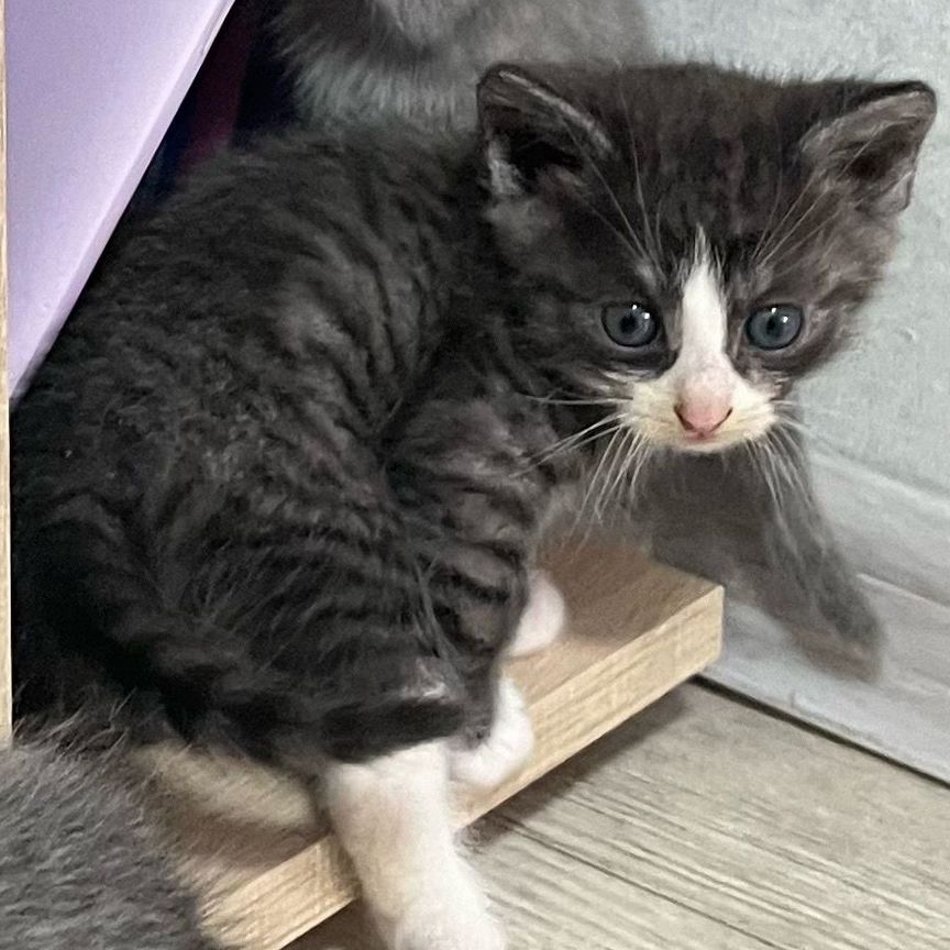 Котёнок в добрые руки