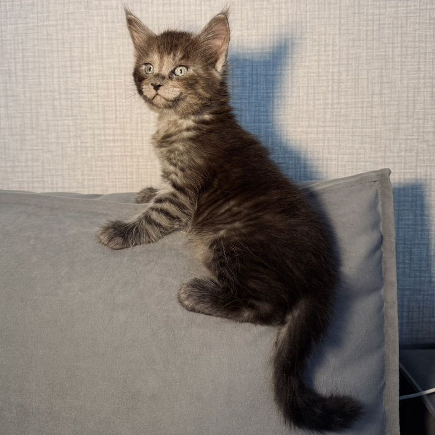 Мейн-кун котёнок