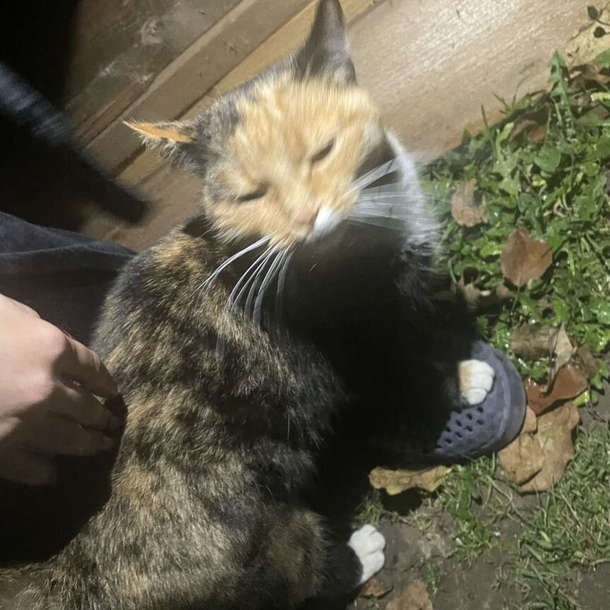 Кошечка умирает от голода, срочно нужна помощь