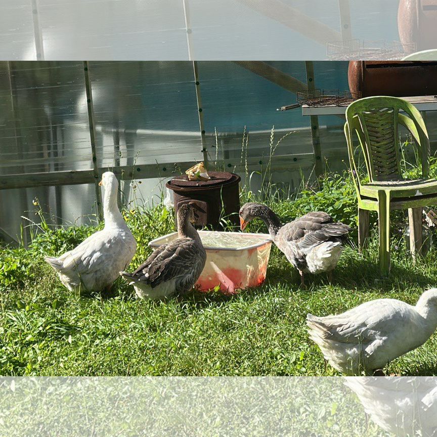 Продам гусей