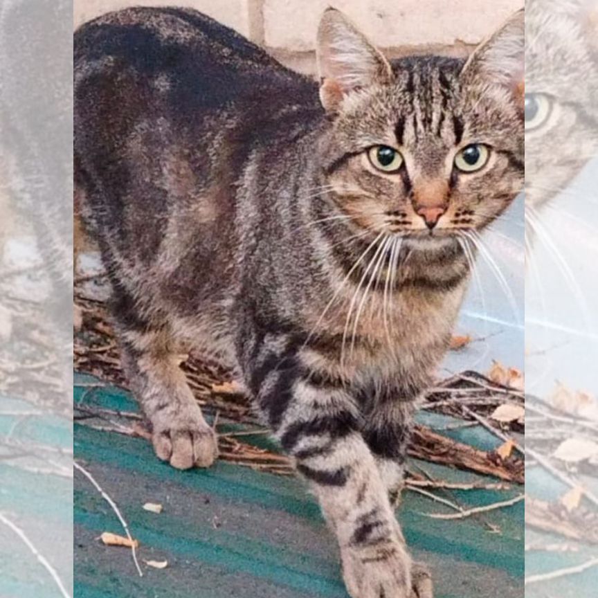 Американский короткошёрстный котёнок