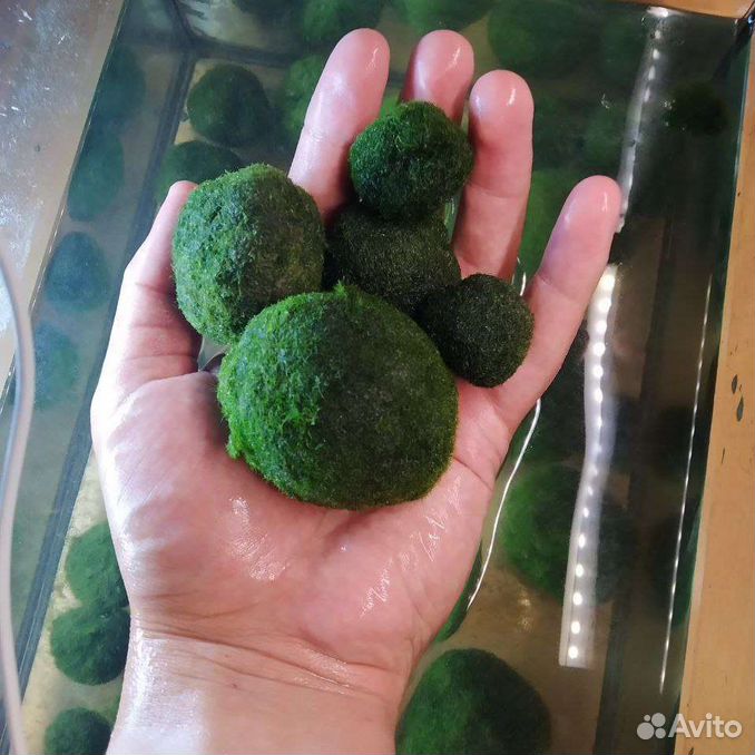 Аквариумная водоросль кладофора шаровидная