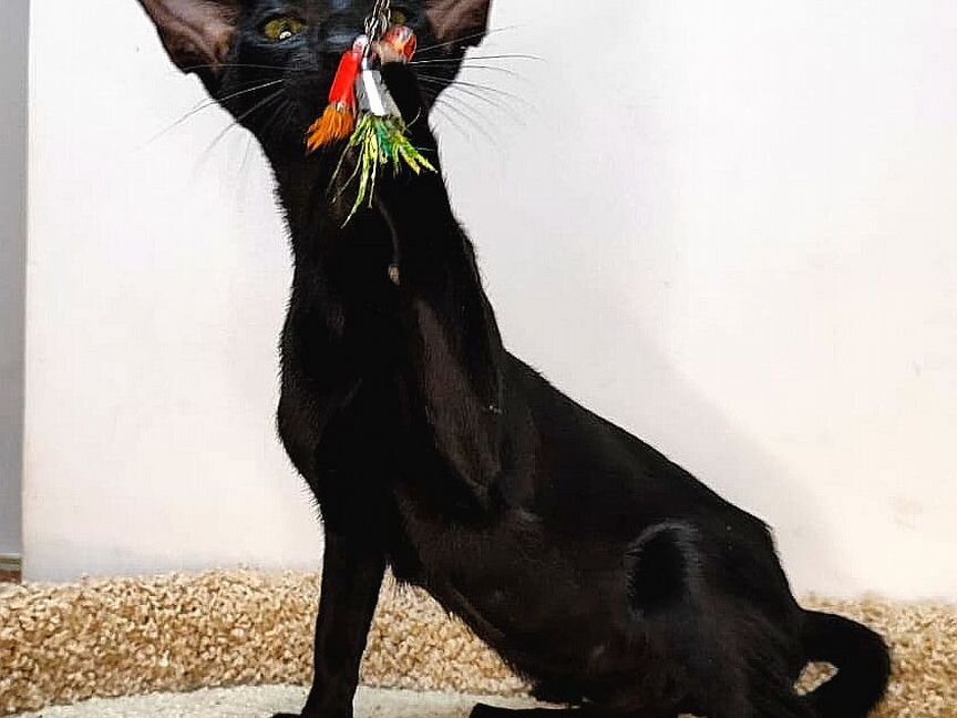 Ориентальные девочки, с документами, подрощенные