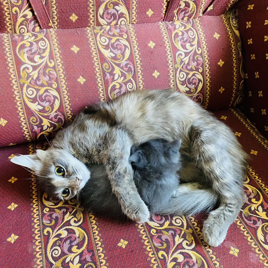 Кошечка и котенок